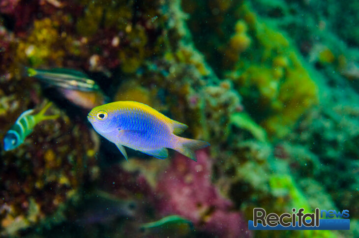 Chrysiptera bleekeri, une demoiselle qui gagne à être connue - Récifal News