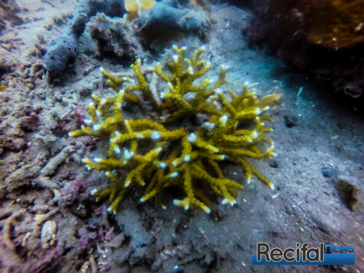 Anacropora reticulata, un corail de plus en plus populaire ! - Récifal News