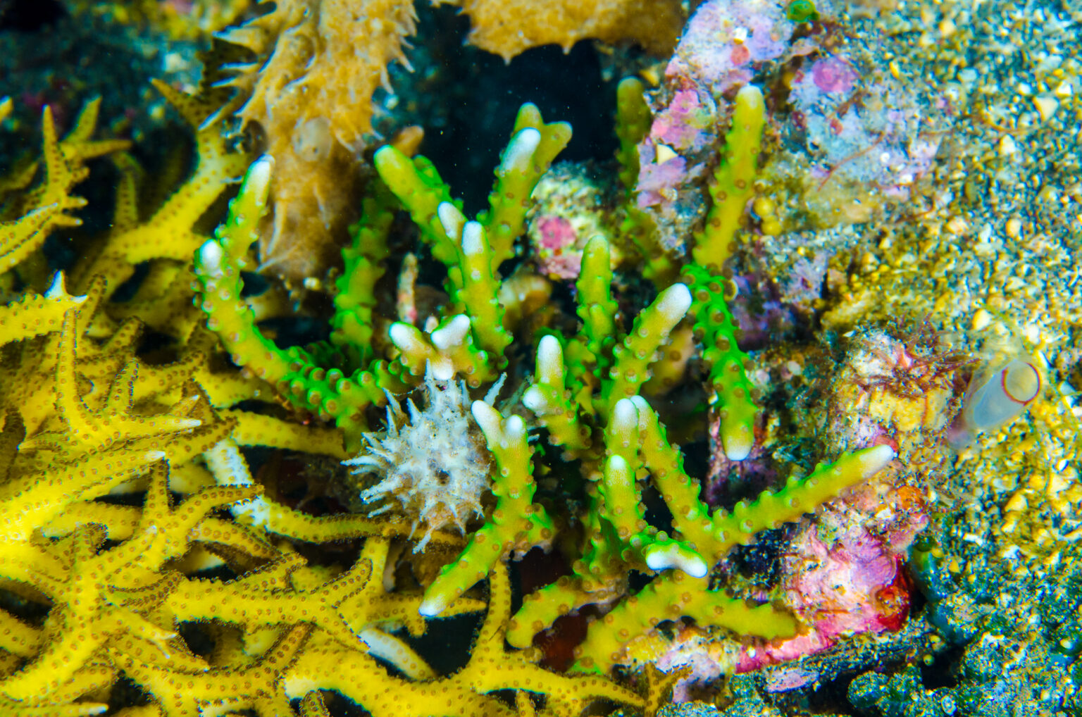 Anacropora reticulata, un corail de plus en plus populaire ! - Récifal News