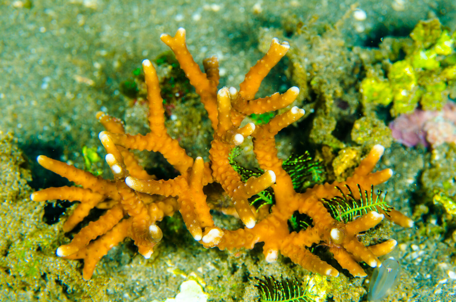 Anacropora reticulata, un corail de plus en plus populaire ! - Récifal News