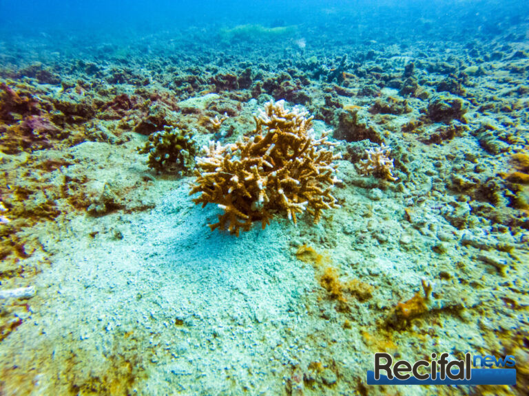 Anacropora reticulata, un corail de plus en plus populaire ! - Récifal News