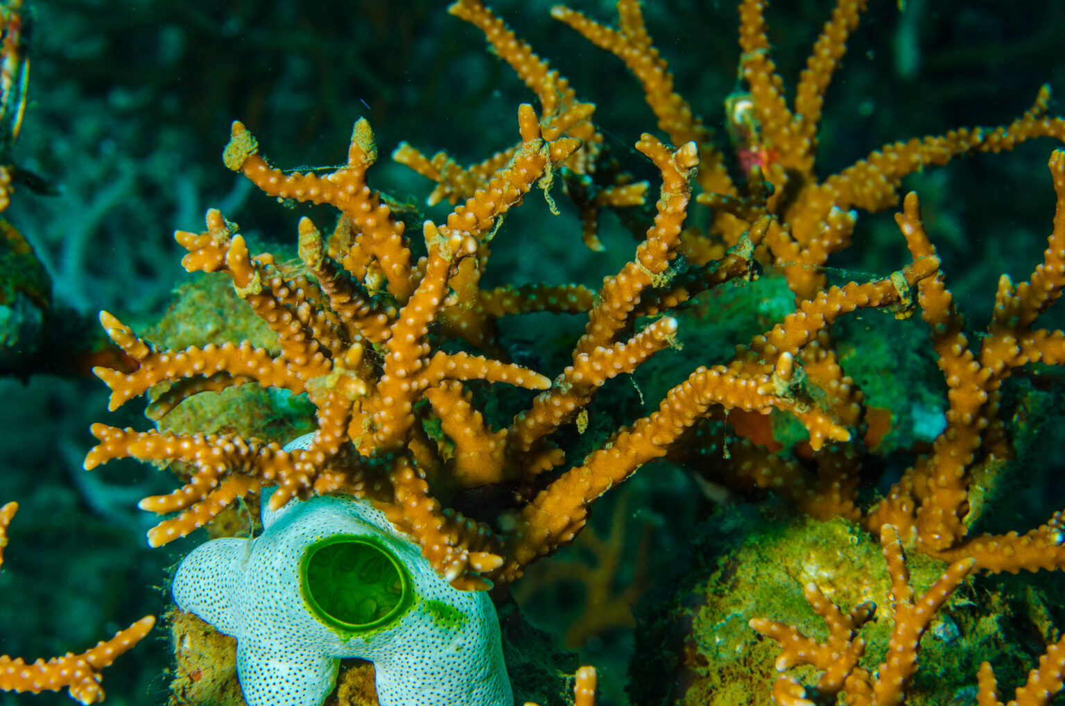 Anacropora reticulata, un corail de plus en plus populaire ! - Récifal News