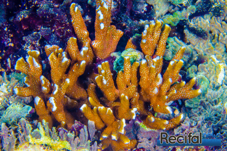 Montipora digitata 'forest fire' est un feu de joie - Récifal News