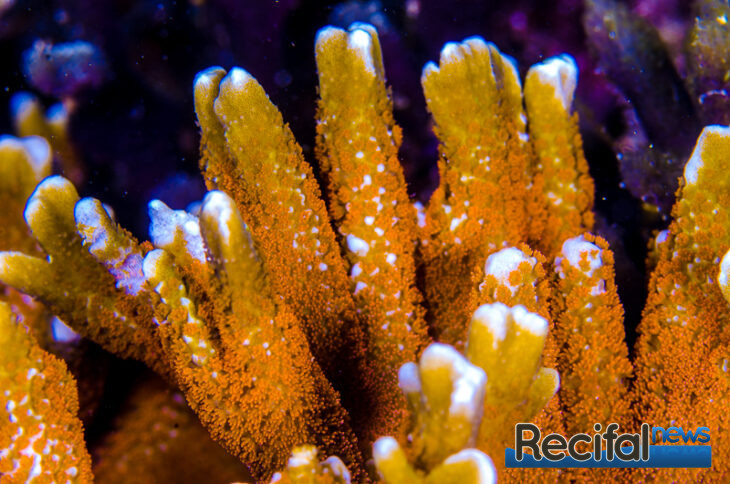 Montipora digitata 'forest fire' est un feu de joie - Récifal News