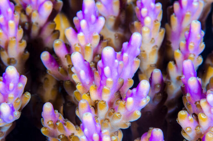 Acropora valida, un classique qui mérite d'être revisité - Récifal News