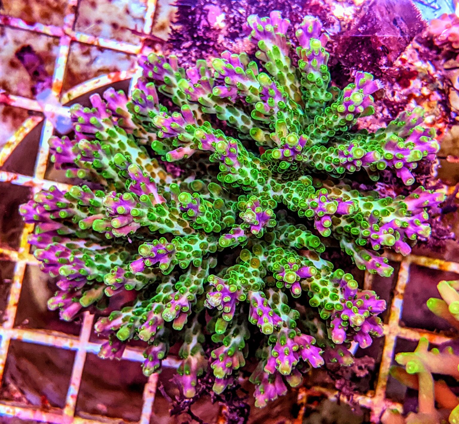 Acropora valida, un classique qui mérite d'être revisité - Récifal News