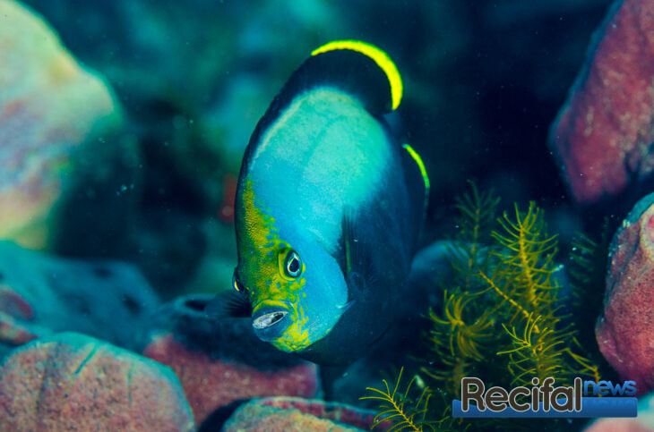 Chaetodontoplus dimidiatus, une rareté de spécialiste - Récifal News