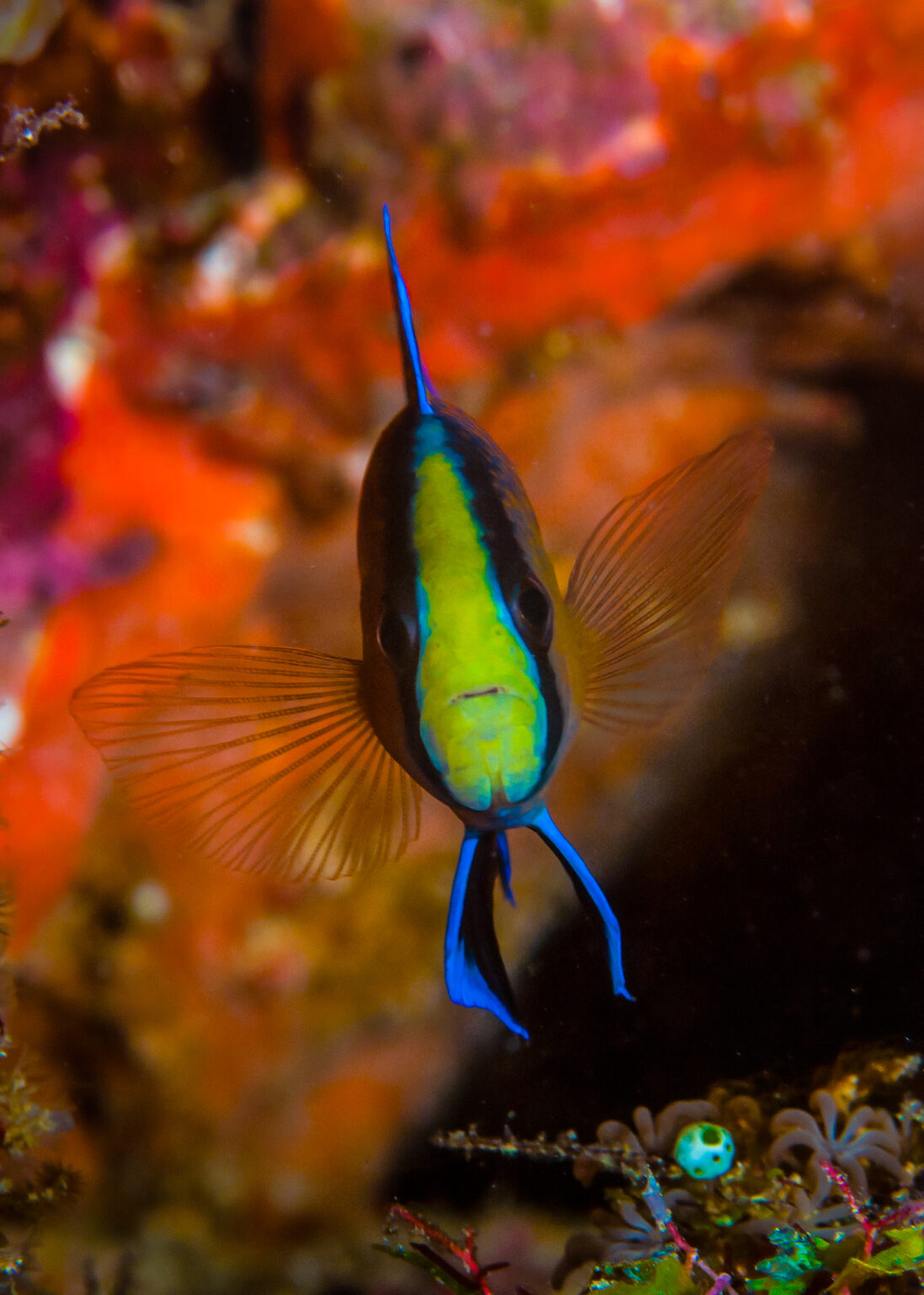 Manonichthys splendens, une splendeur caractérielle ! - Récifal News