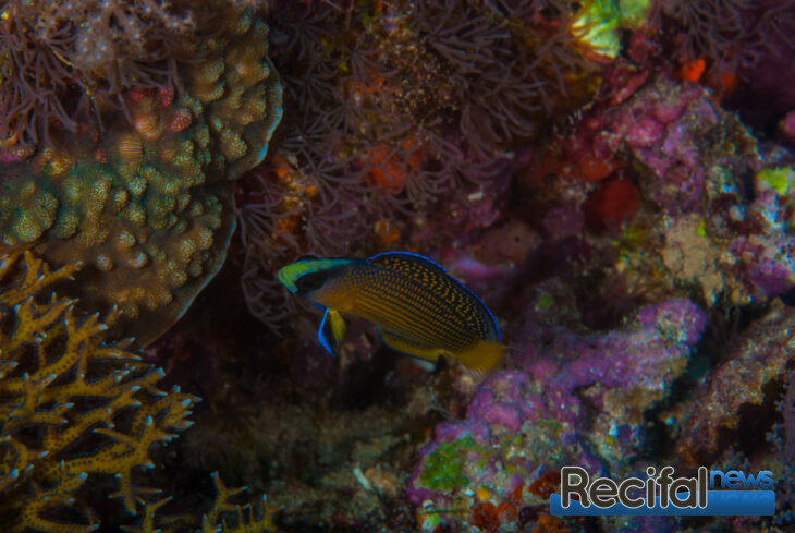 Manonichthys splendens, une splendeur caractérielle ! - Récifal News