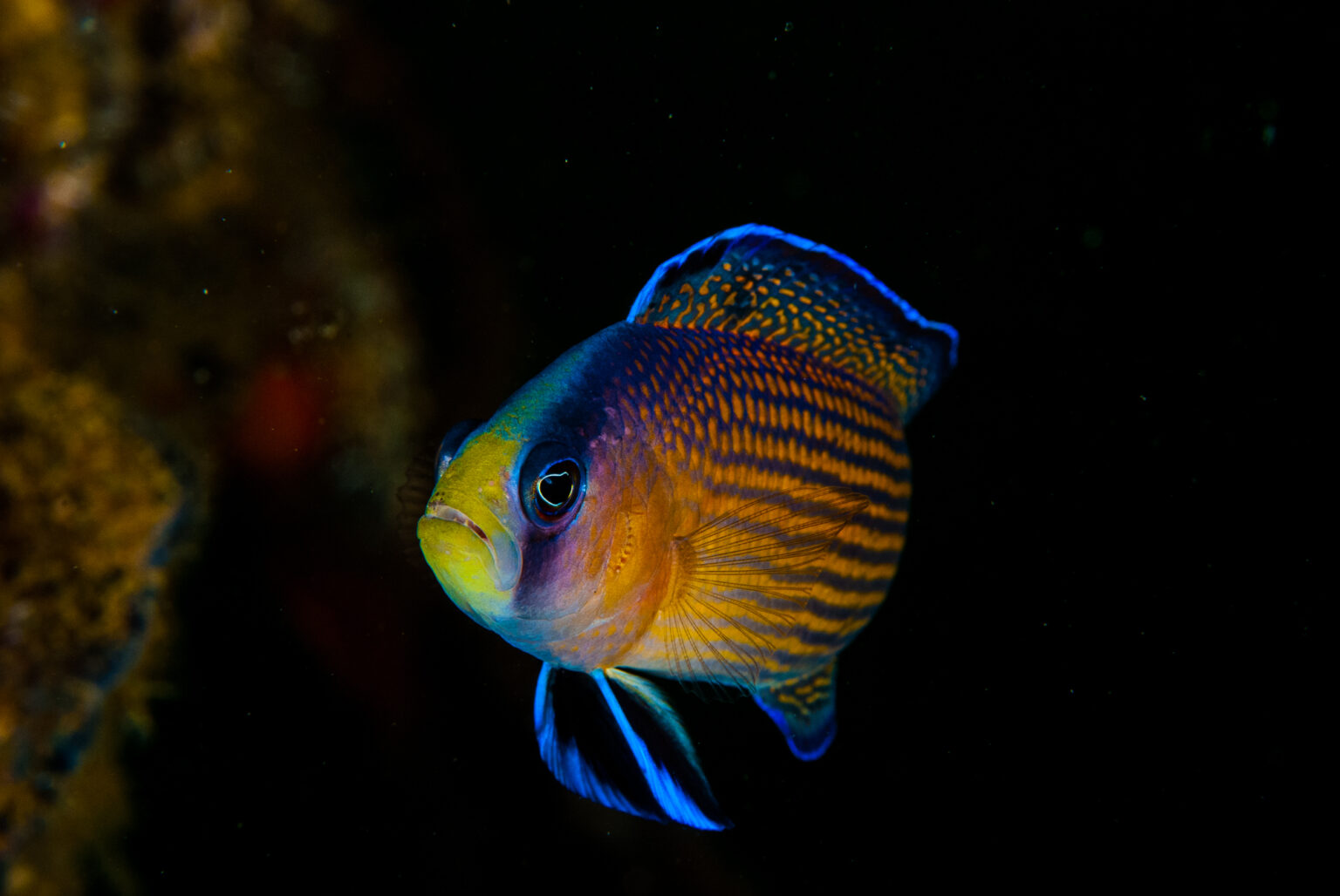 Manonichthys splendens, une splendeur caractérielle ! - Récifal News