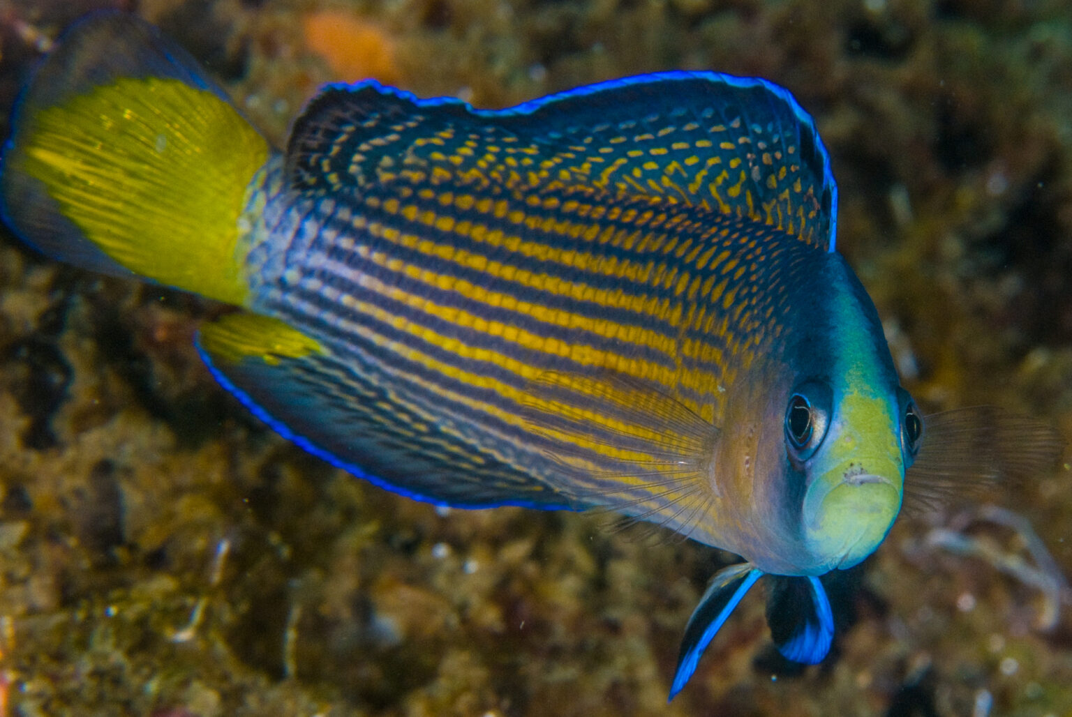 Manonichthys splendens, une splendeur caractérielle ! - Récifal News