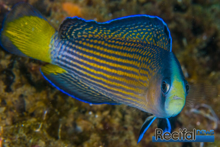 Manonichthys splendens, une splendeur caractérielle ! - Récifal News