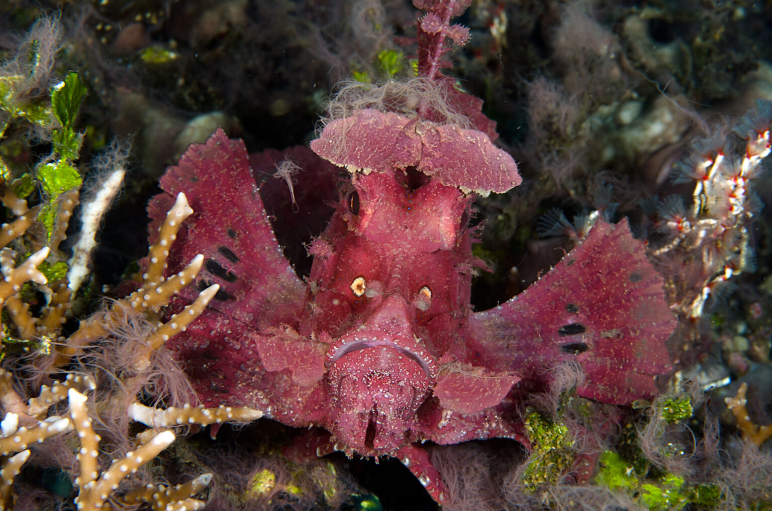 Rhinopias frondosa, prédateur de toutes les couleurs ! - Récifal News