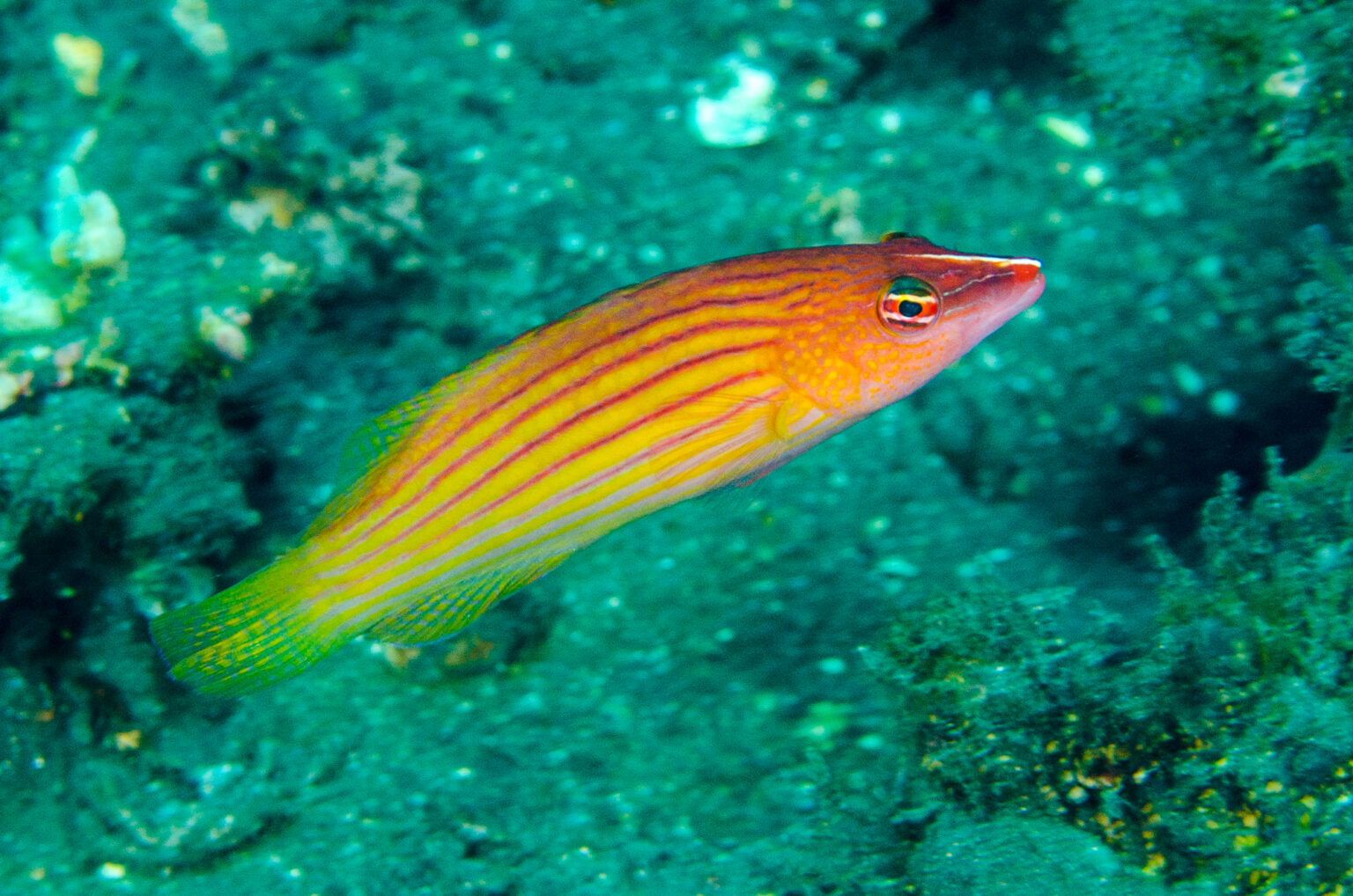 Pseudocheilinus octotaenia : le labre rayé à huit lignes - Récifal News