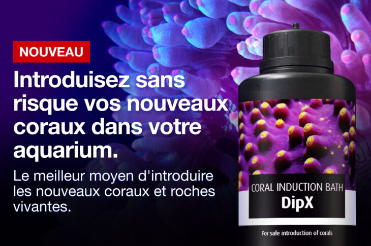 Red Sea DipX : déparasitant pour coraux - Récifal News
