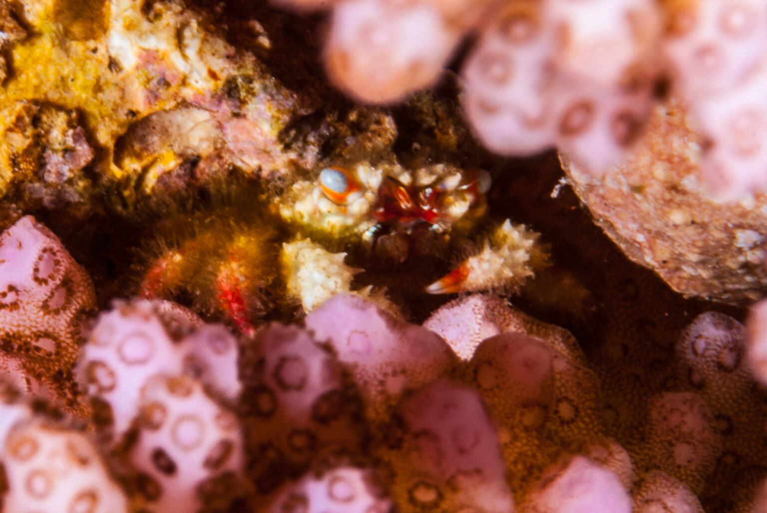 Cymo sp. : le crabe velu 'Godzilla' d'Acropora - Récifal News