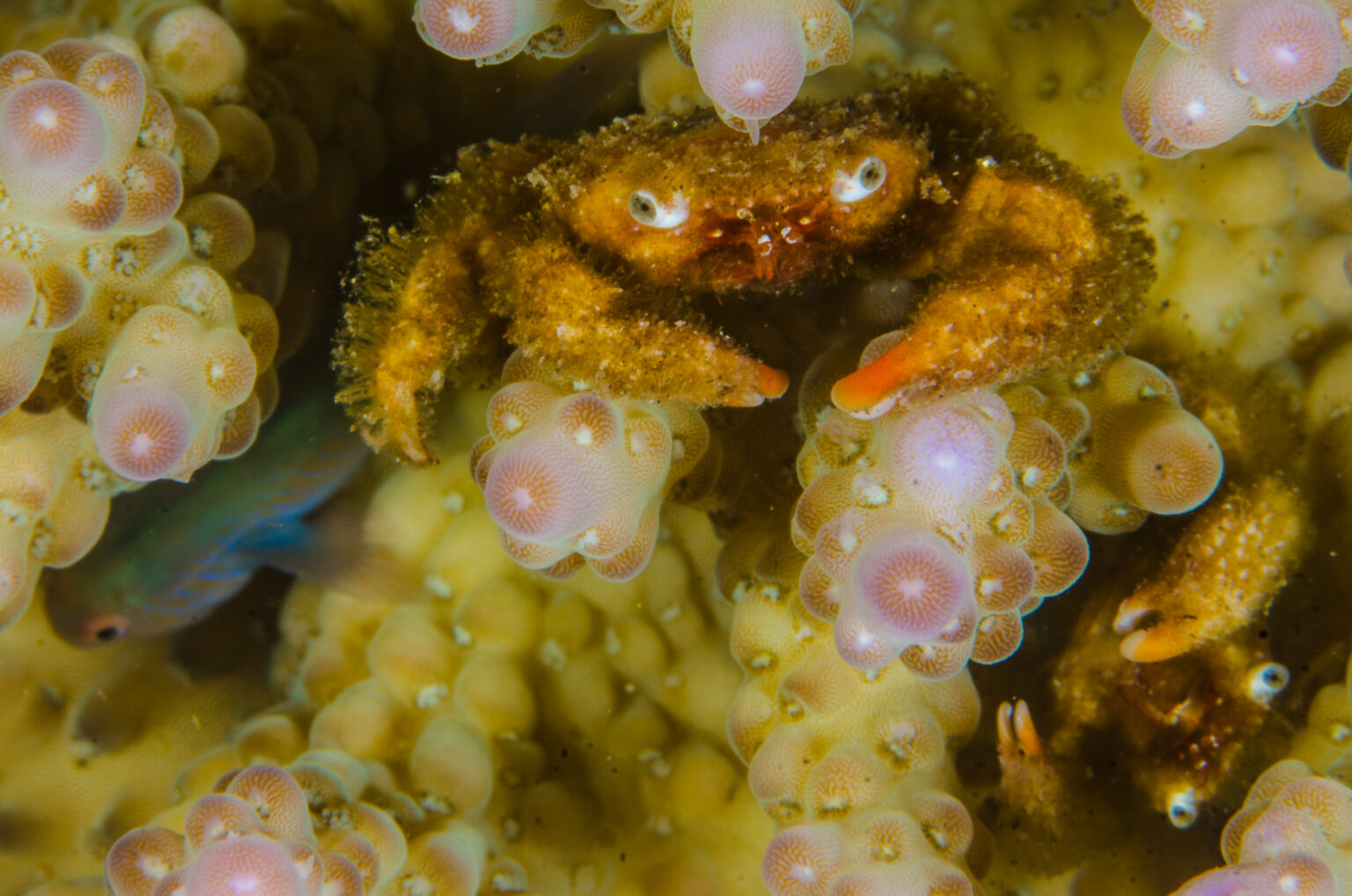 Cymo sp. : le crabe velu 'Godzilla' d'Acropora - Récifal News