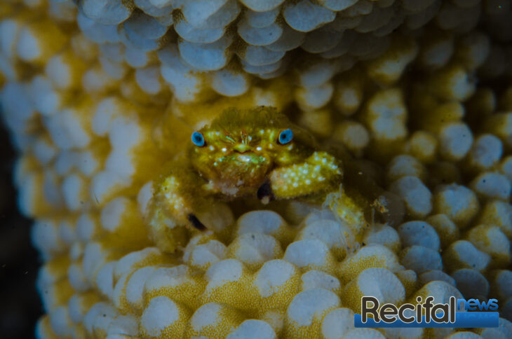 Cymo sp. : le crabe velu 'Godzilla' d'Acropora - Récifal News