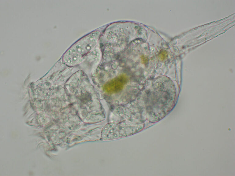 Au Coeur Du Poisson : les rotifères - Récifal News