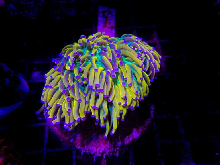 Poisson d'or : vidéo du stock coraux et poissons - Récifal News