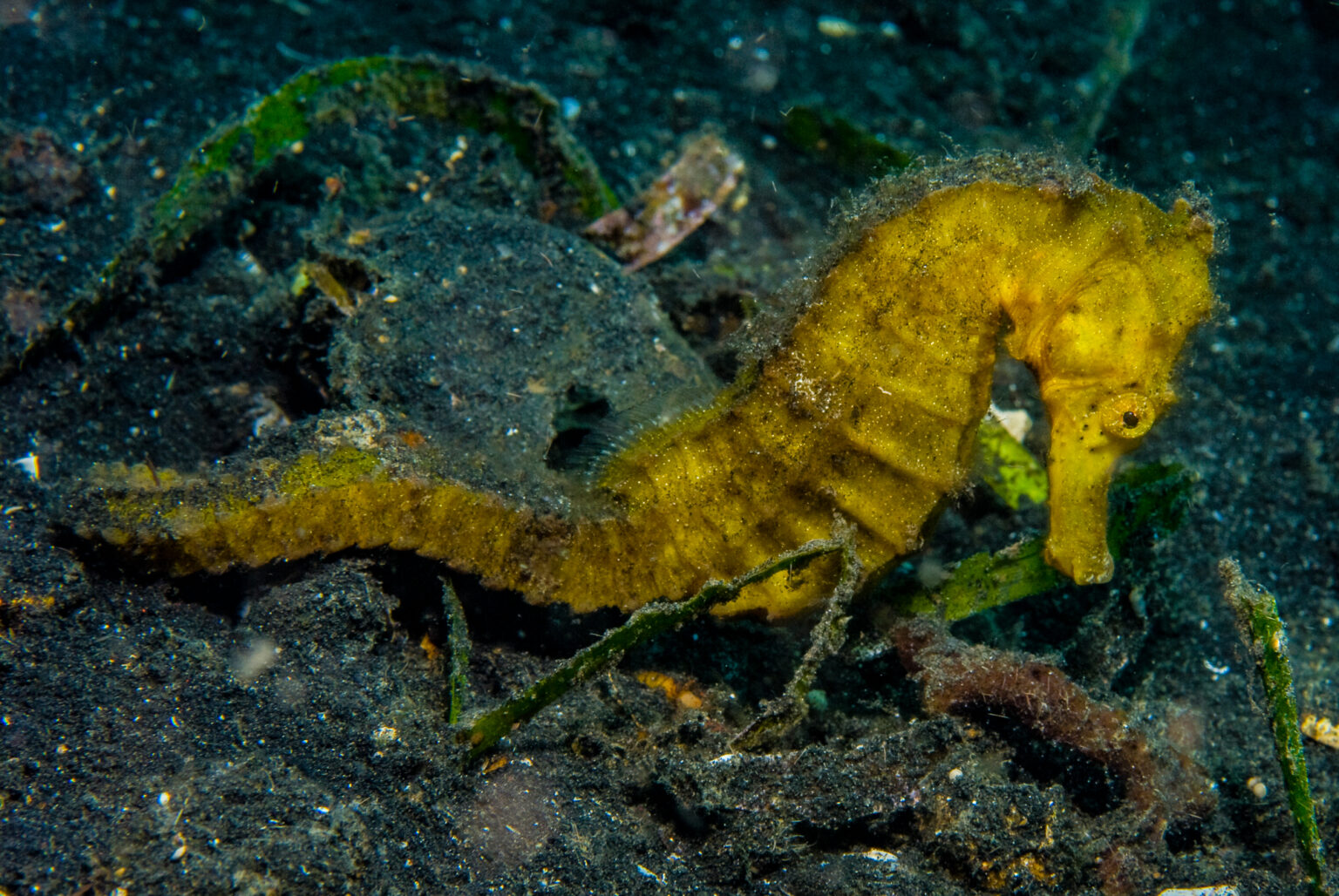 Le génome de l'hippocampe et l'évolution de sa morphologie spécialisée ...