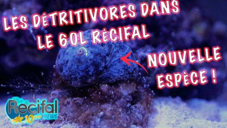 [VLOG#26] Axel : On ajoute les détritivores dans le 60L - Récifal News