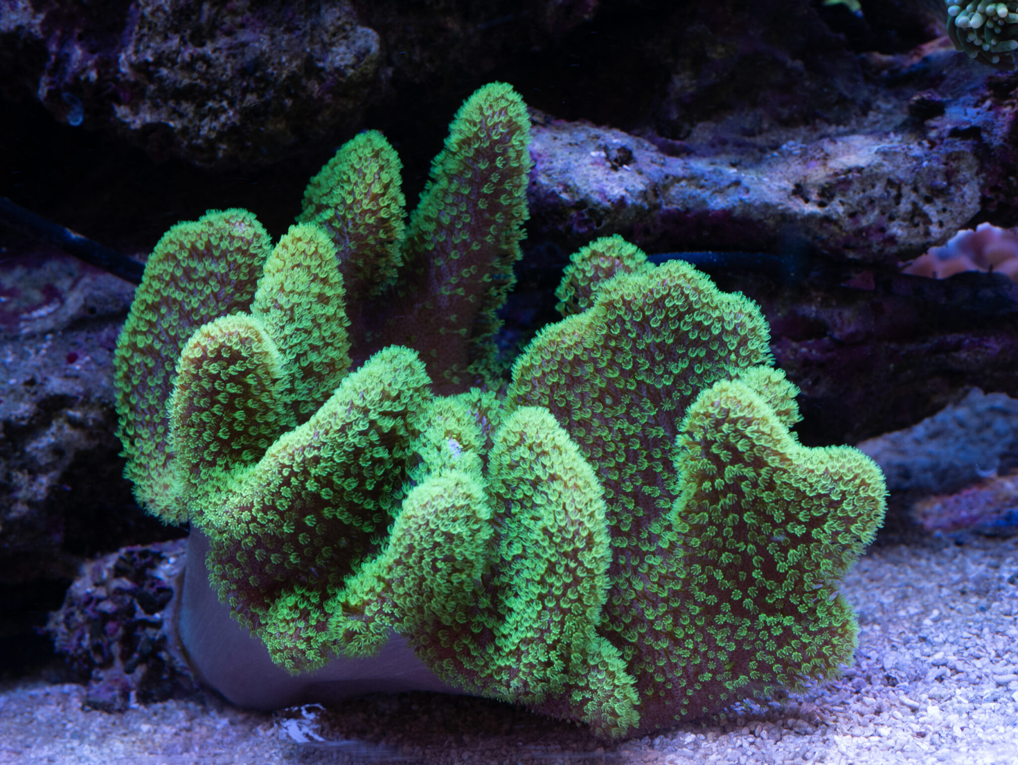 Des coraux pour débuter - Récifal News