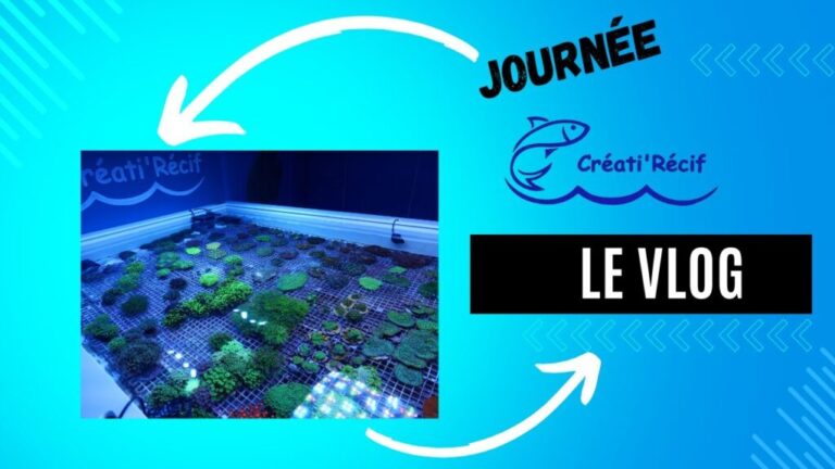 Créati'Récif journée récifal 2024 le vlog - Récifal News