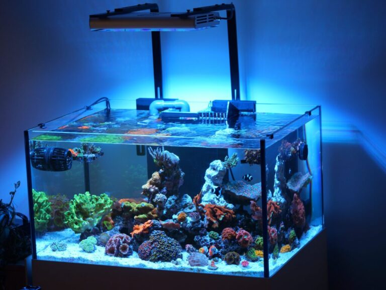Choosing LED light for reef tank - Beginner guide - Récifal News