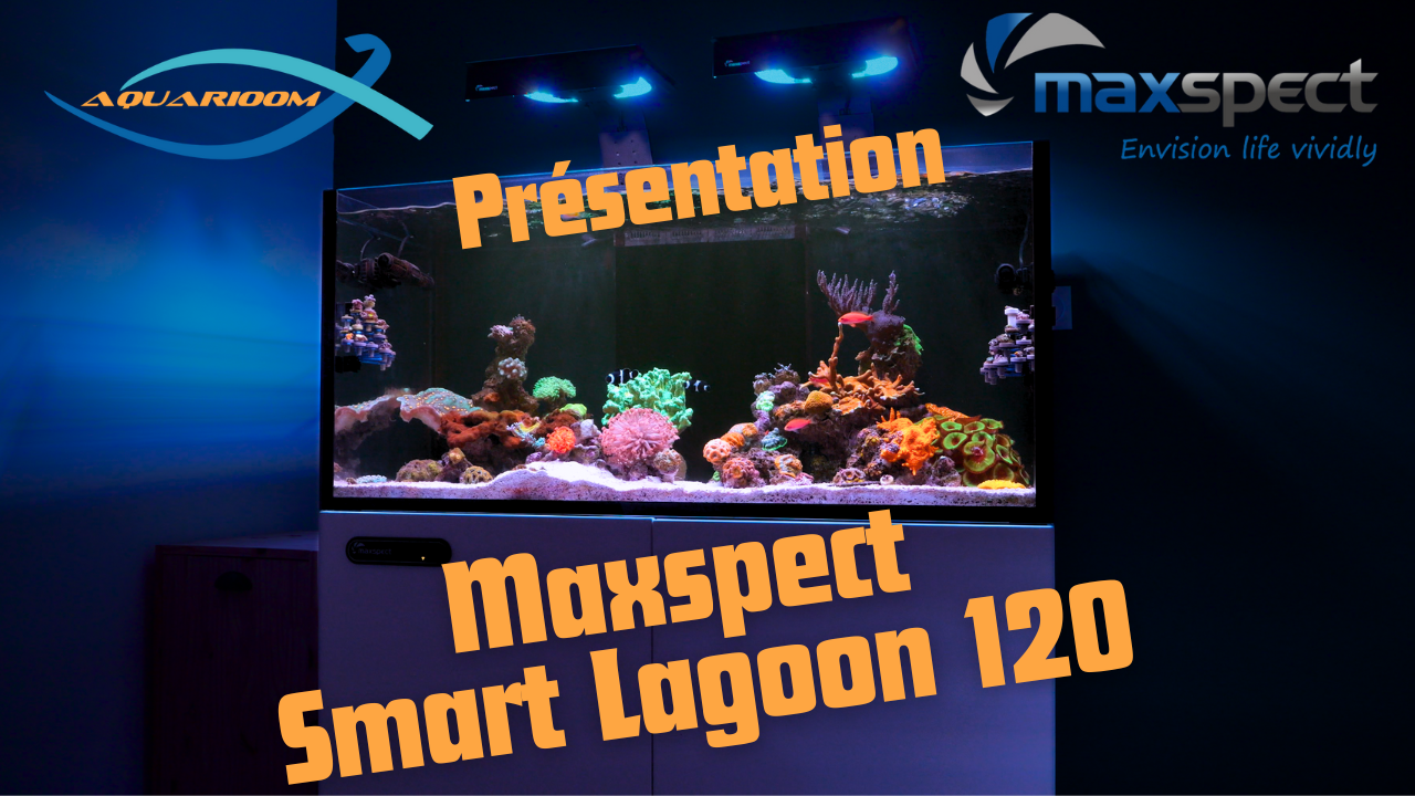 Maxspect Smart Lagoon 120 : présentation de l'aquarium connecté - Récifal News